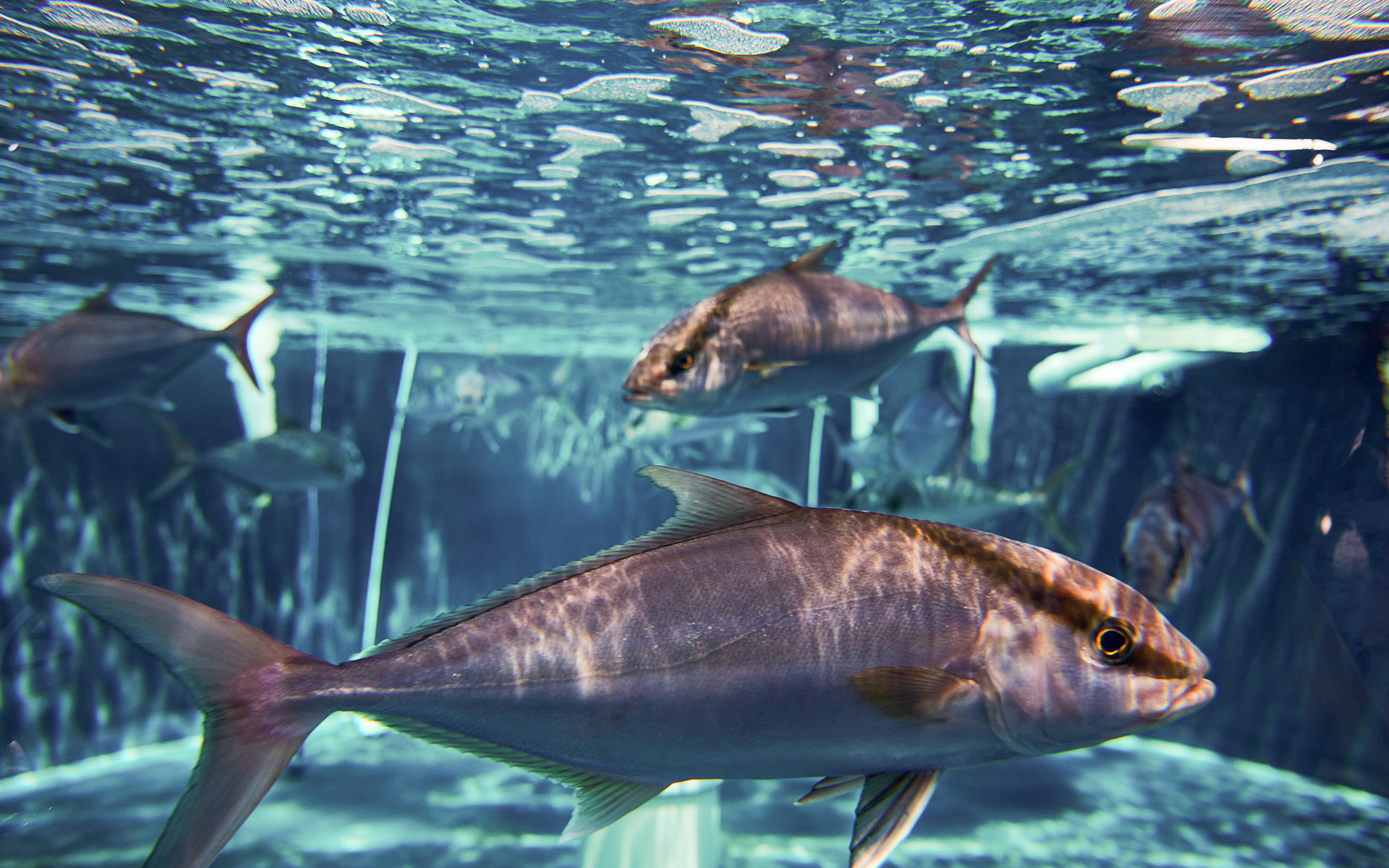 Sustainability | Mauna Kea Resort